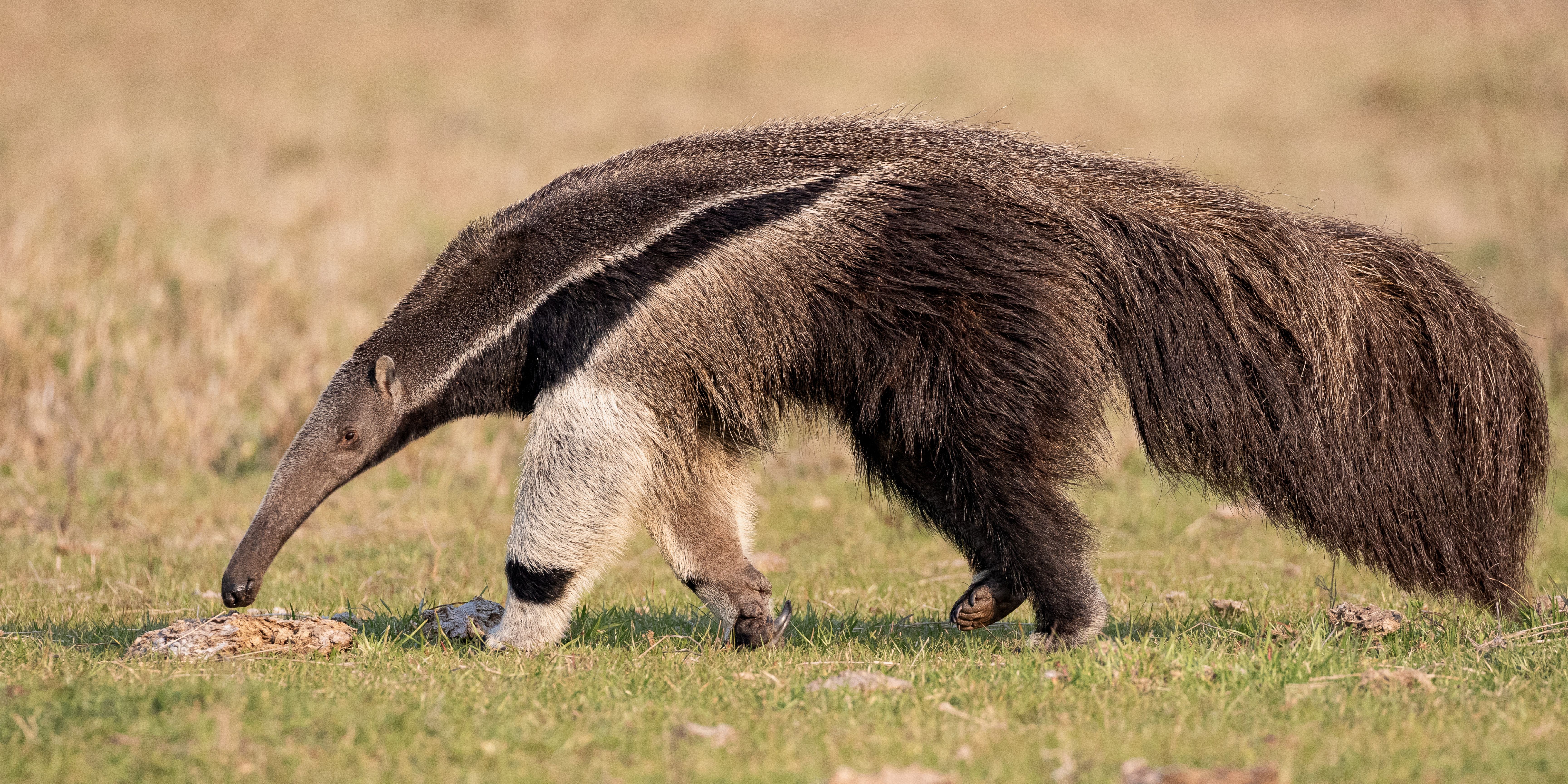 Un Gros Tamanoir 10 Lettres