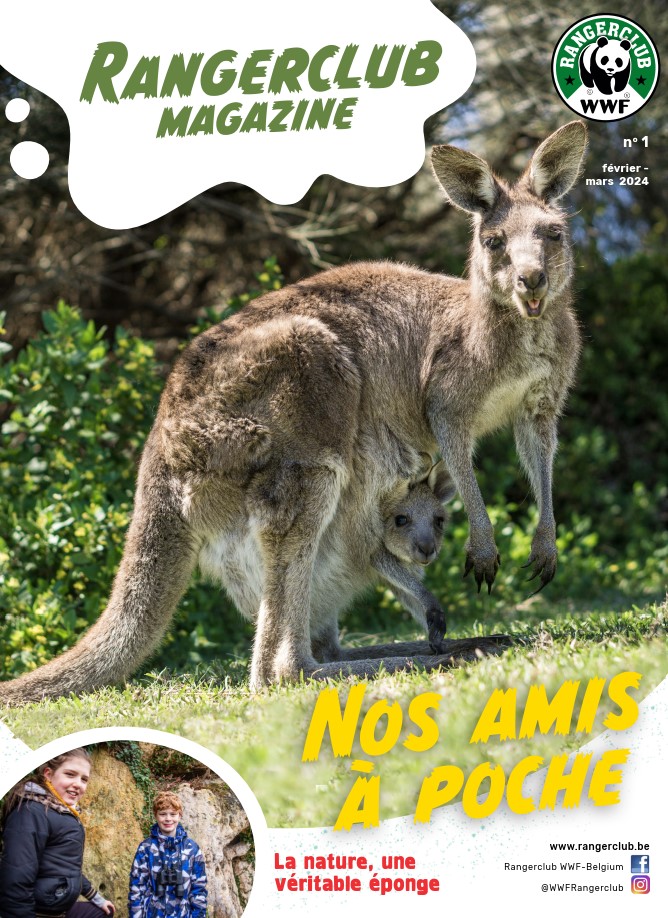 Castor d’Europe | Rangerclub du WWF