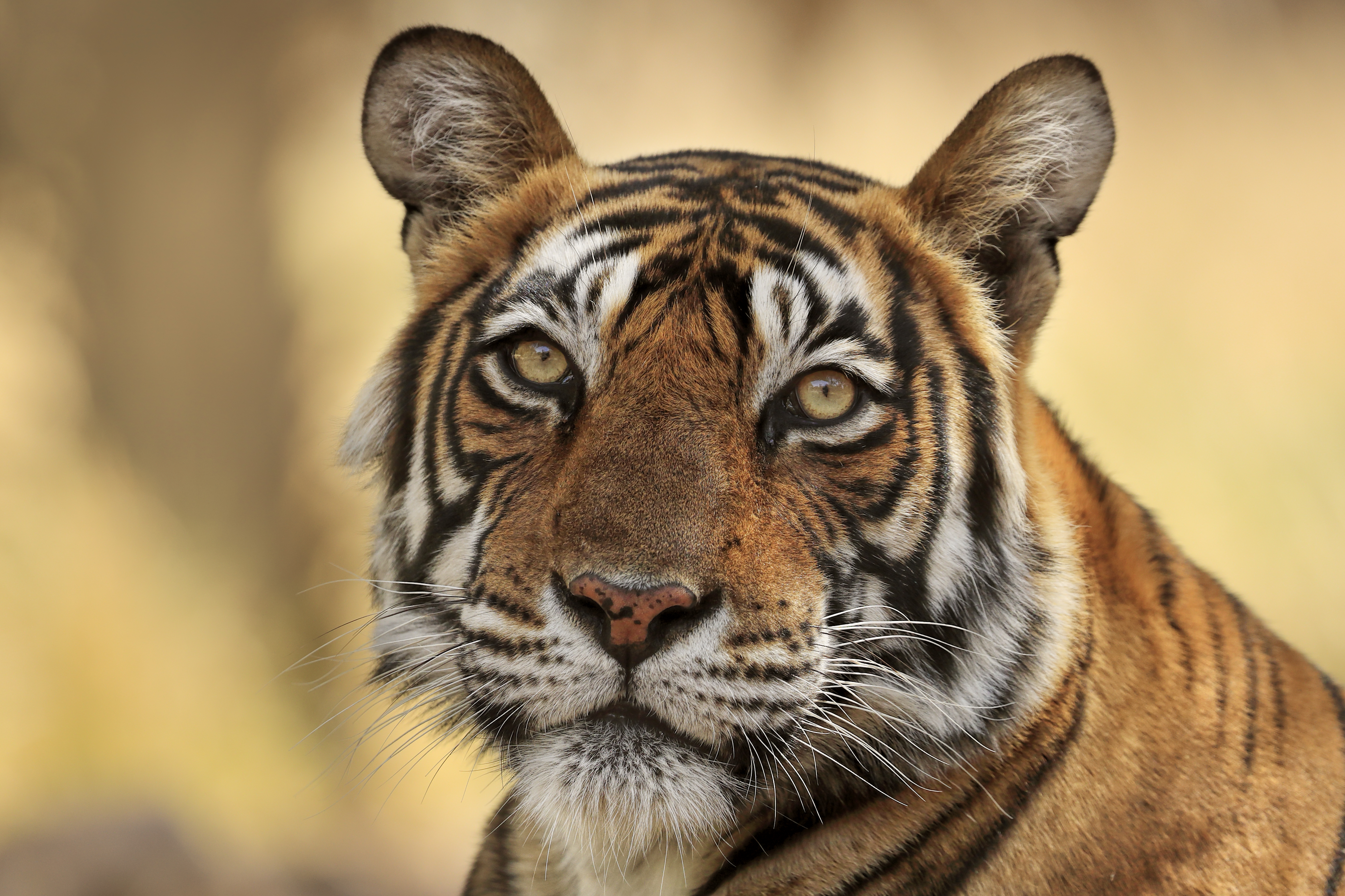 Bengaalse tijger | WWF-Rangerclub