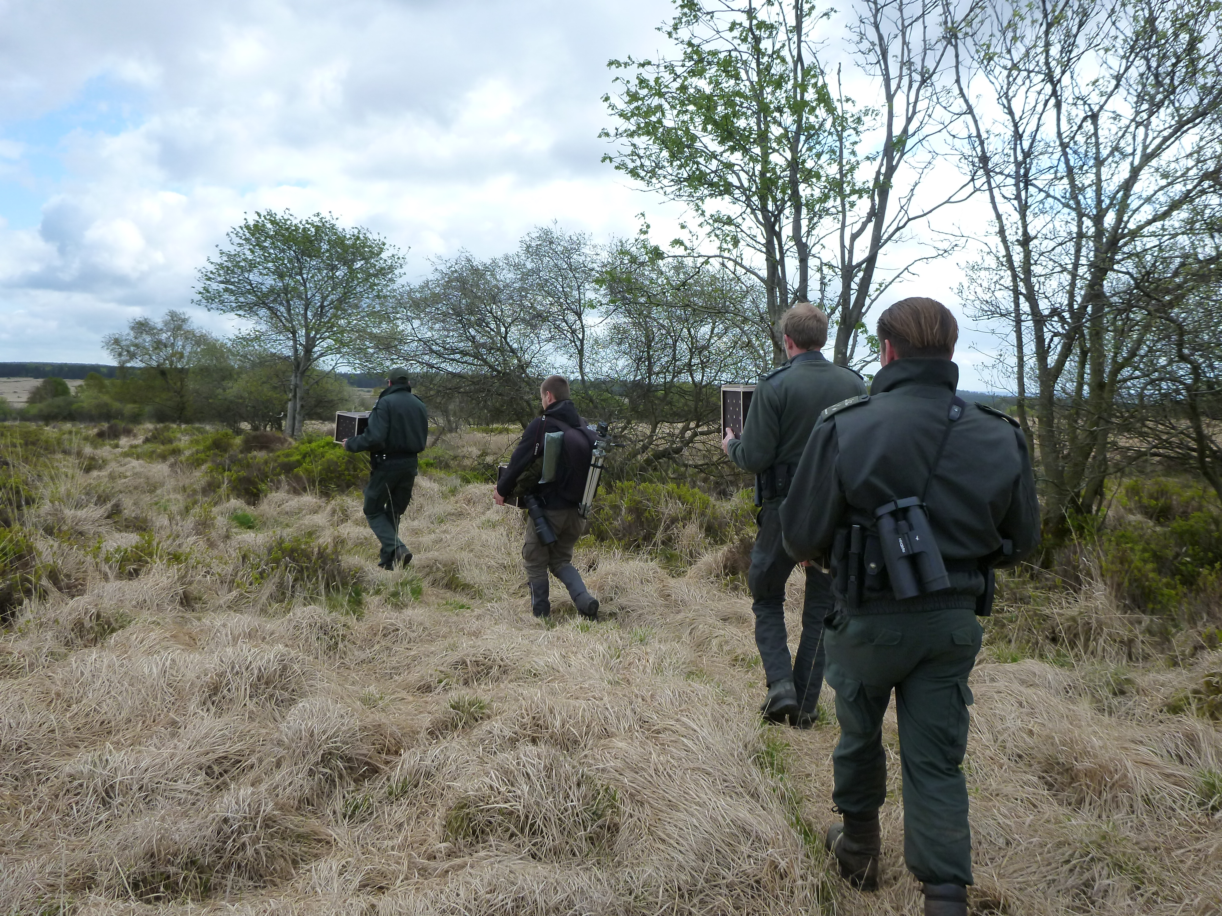 18 nouveaux tétras lyres en Belgique ! | Rangerclub