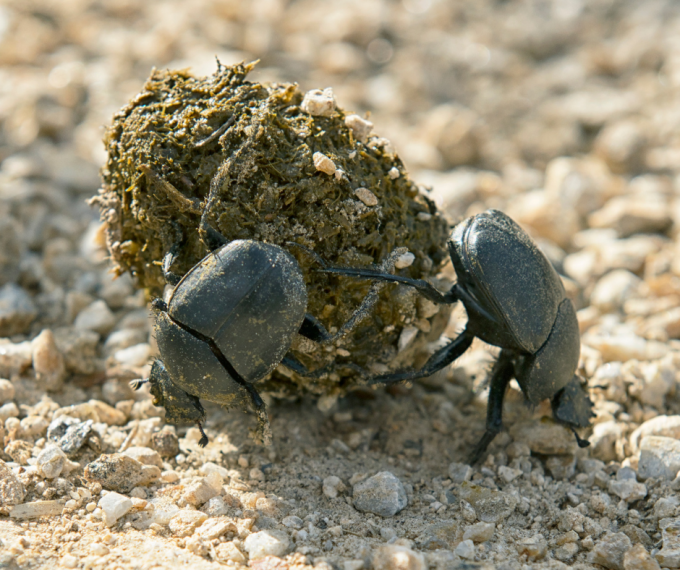 6 super-héros du monde animal | Rangerclub