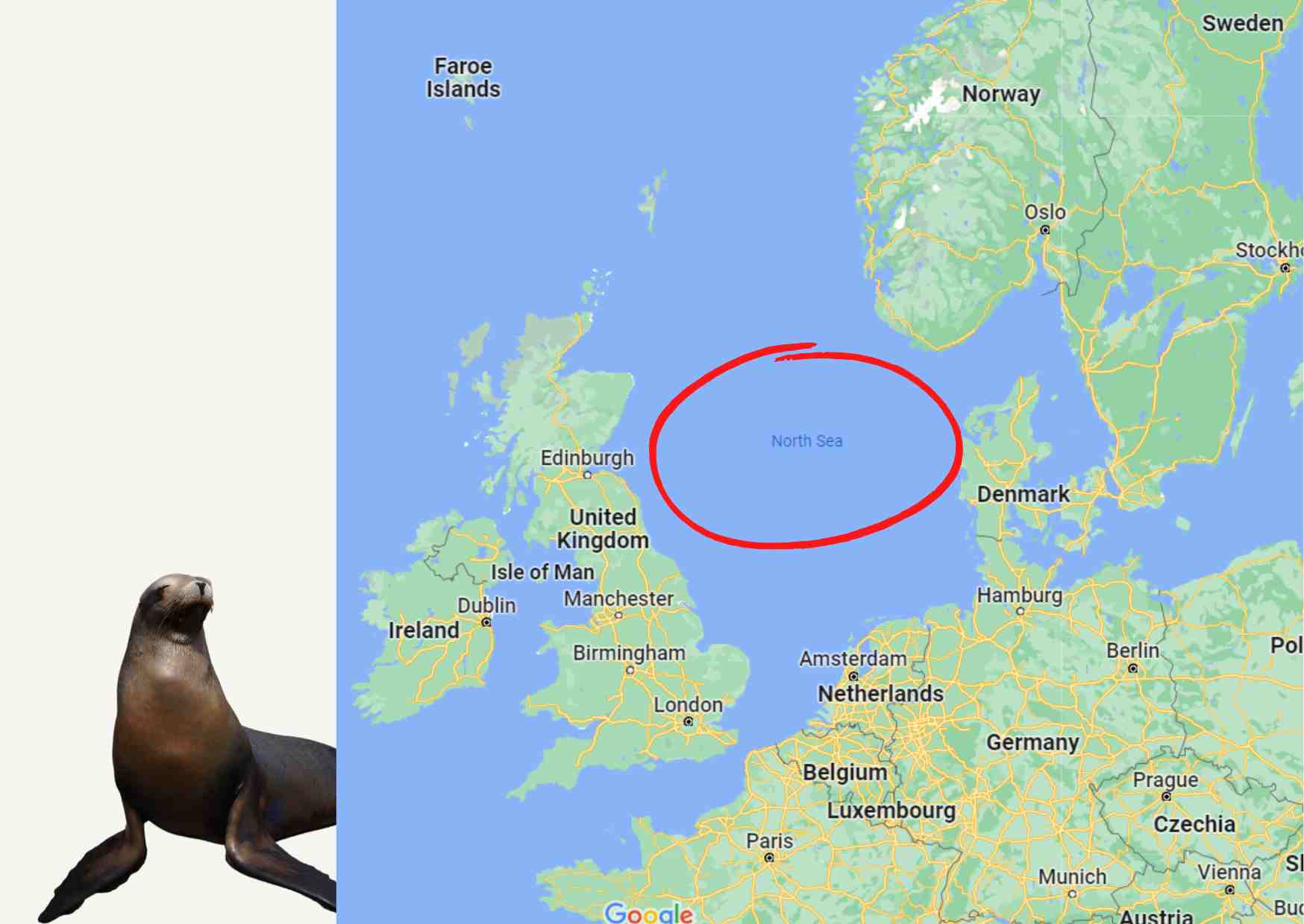 De Noordzee: ecosysteem en biodiversiteit | Rangerclub