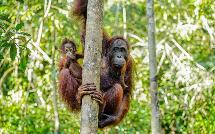 Alles over tropische regenwouden | Rangerclub