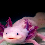 Axolotl | WWF-Rangerclub