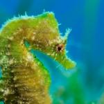 Hippocampe | Rangerclub du WWF
