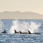 Orque | Rangerclub du WWF