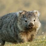 Wombat | WWF-Rangerclub