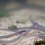 Anguille d’Europe | Rangerclub du WWF