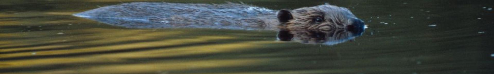 Un castor à Bruges | Rangerclub