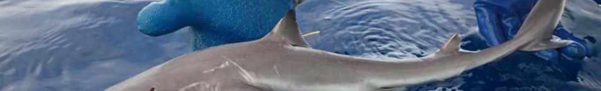 Nieuw soort haai in Mexico | Rangerclub