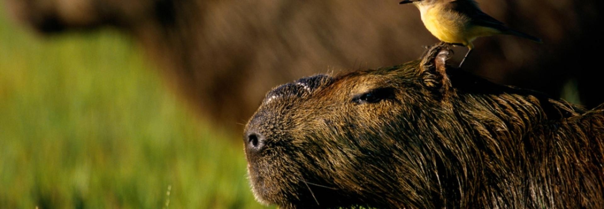Capibara | WWF-Rangerclub