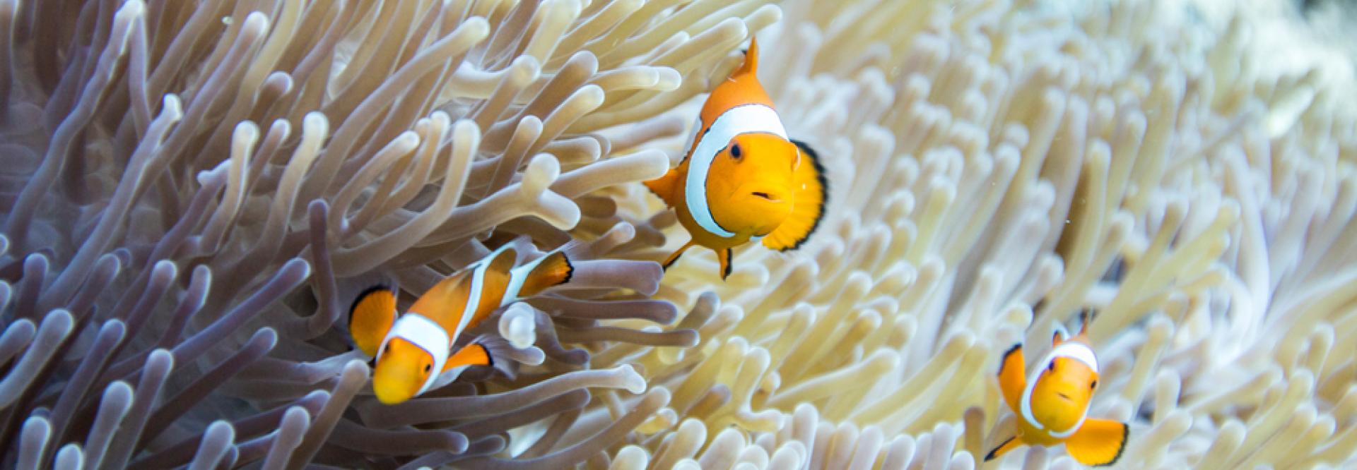 Poisson-clown | Rangerclub du WWF