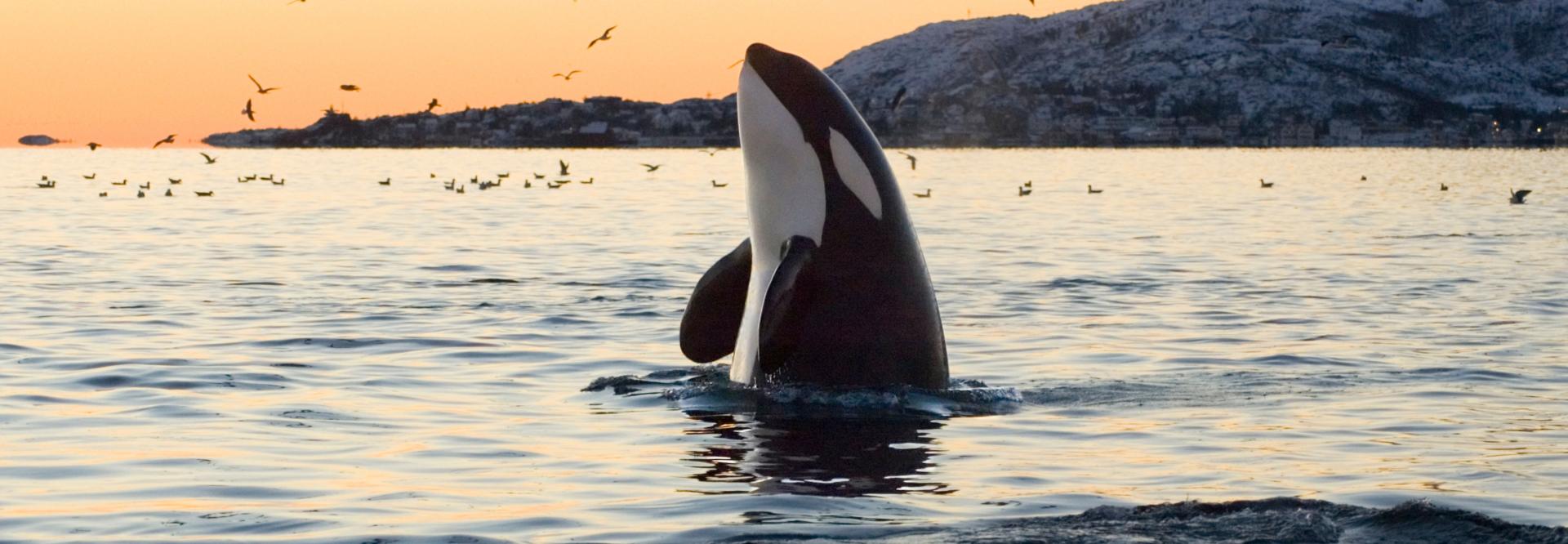 Orque | Rangerclub du WWF