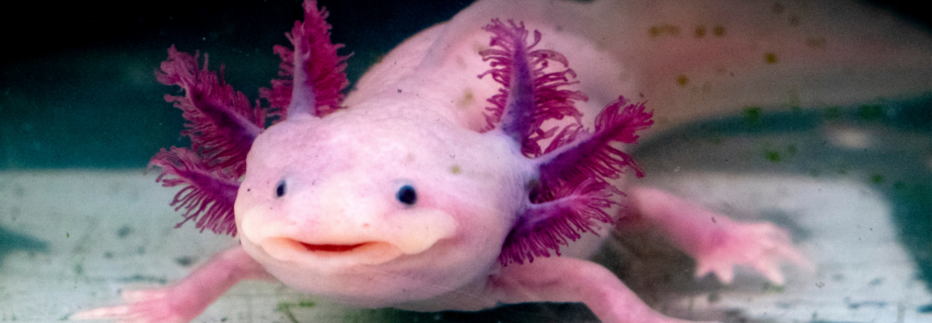 Axolotl | WWF-Rangerclub