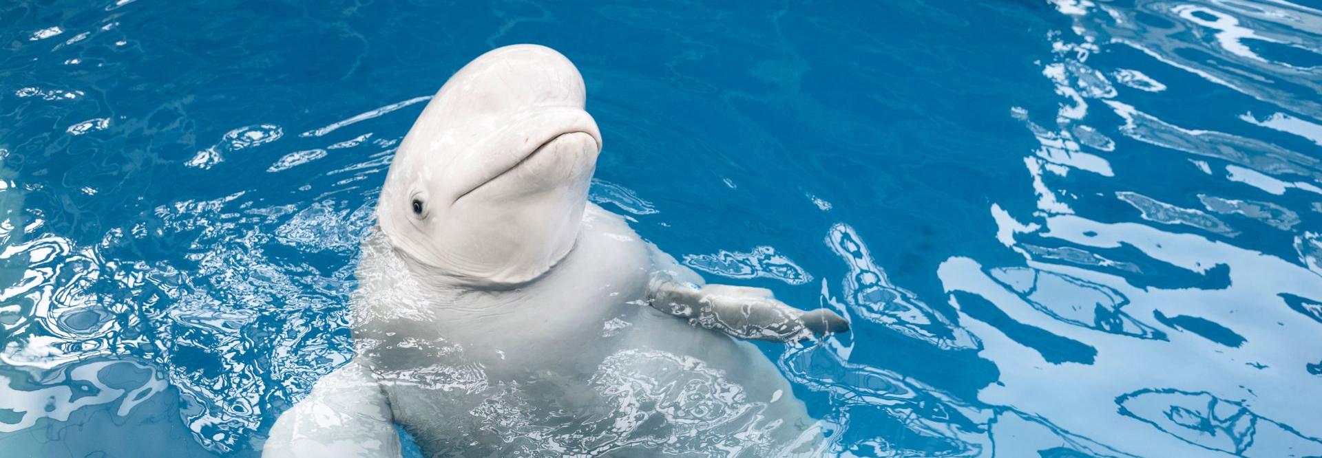Béluga | Rangerclub du WWF