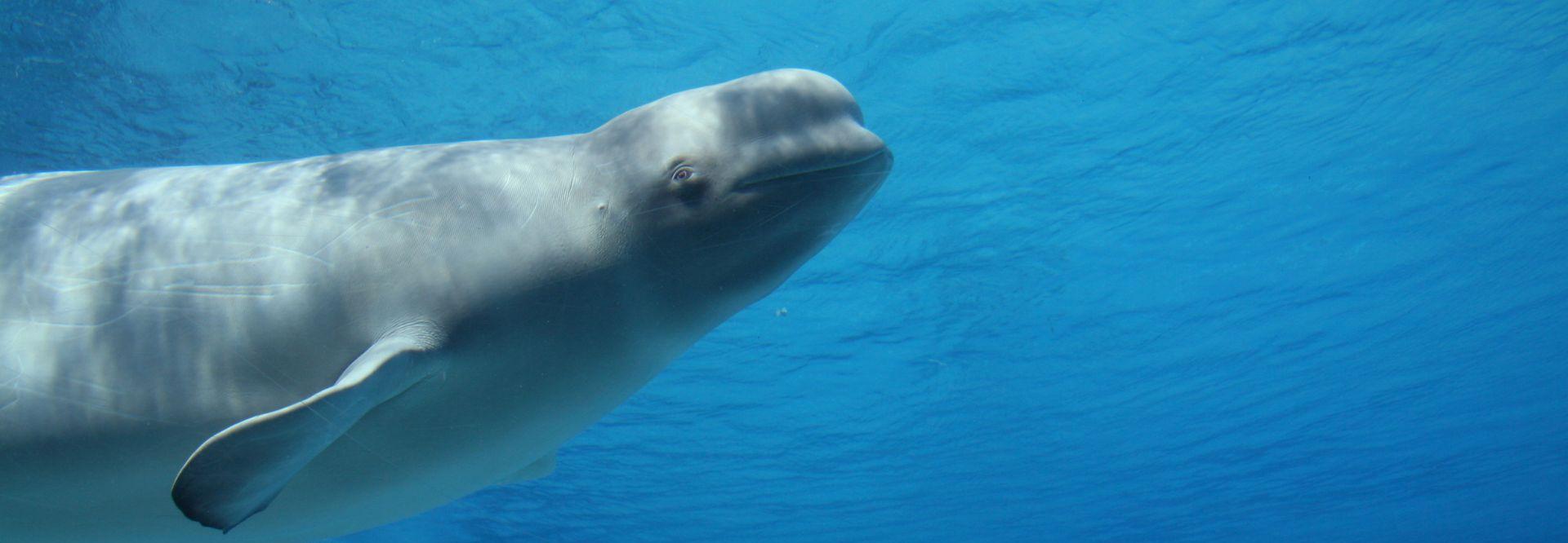 Beloega | WWF-Rangerclub