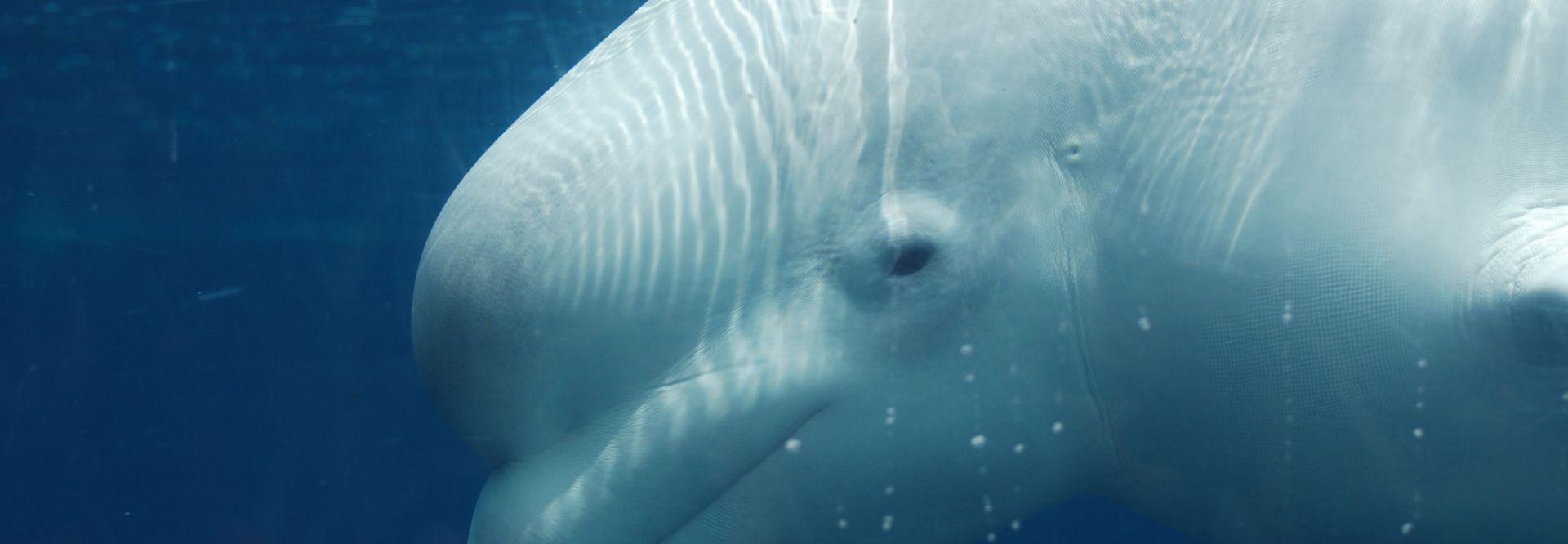 Beloega | WWF-Rangerclub