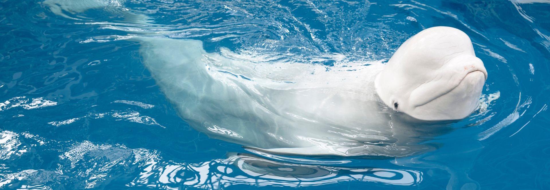 Béluga | Rangerclub du WWF