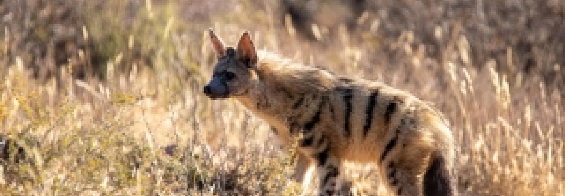 Bruine Hyena Vs Gevlekte Hyena