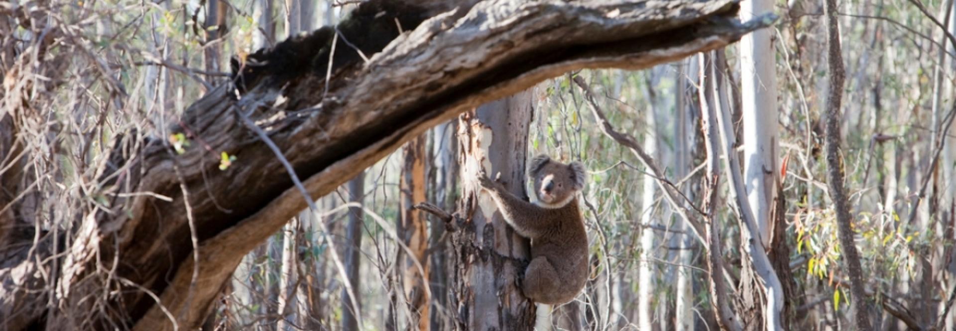 Koala | WWF-Rangerclub