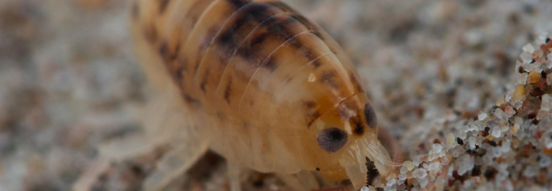 Puce de mer | Rangerclub du WWF