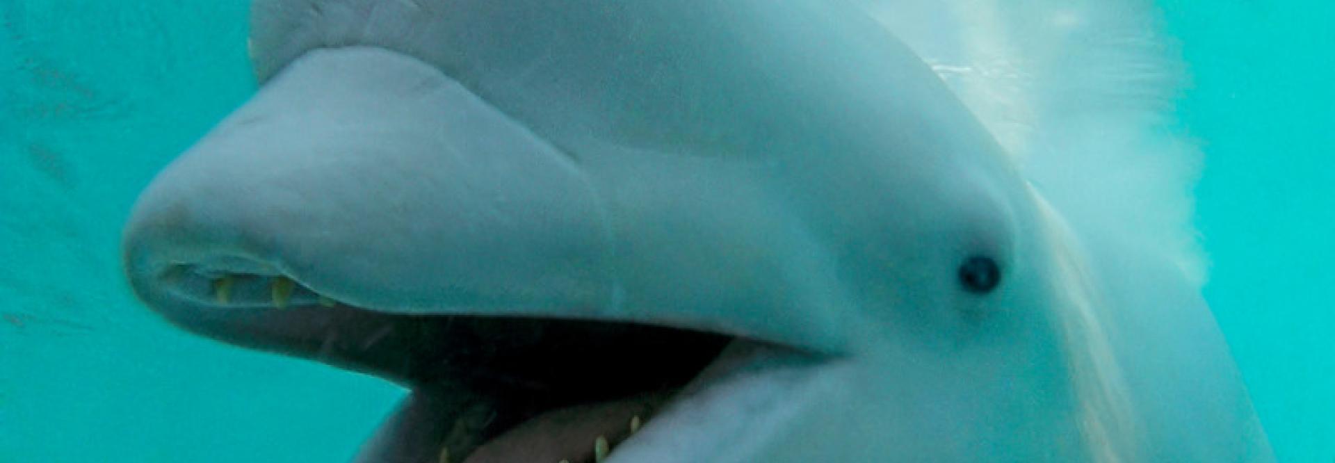 Beloega | WWF-Rangerclub