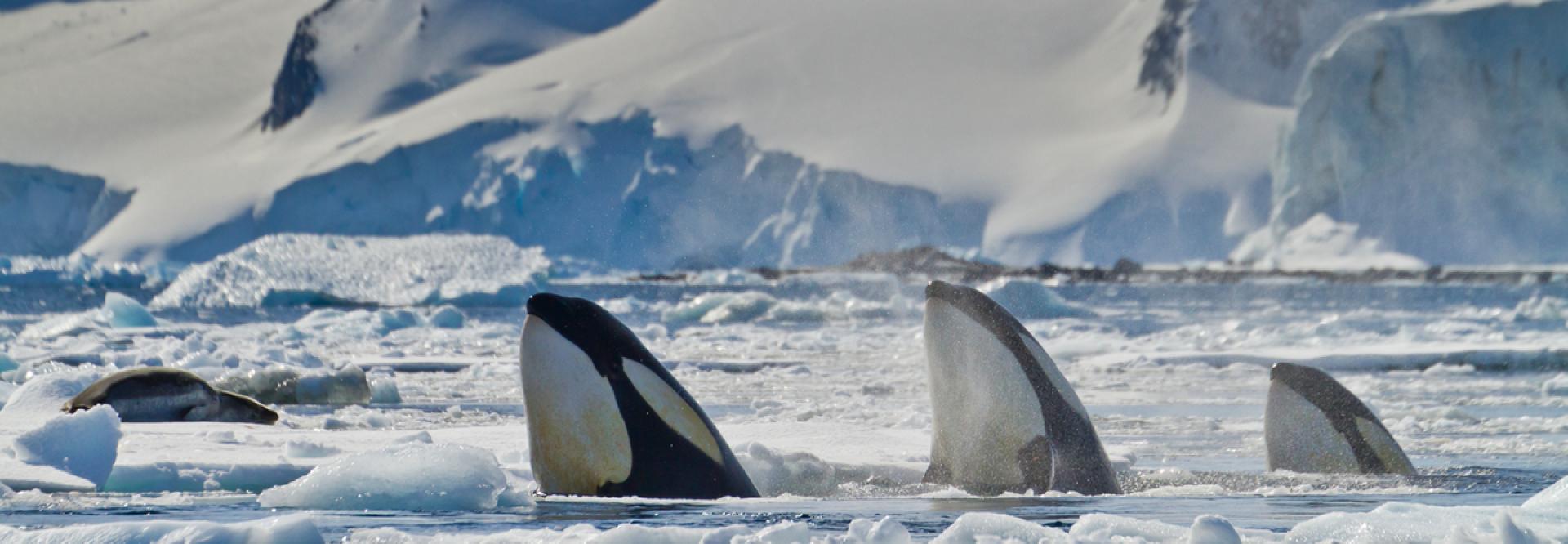 Orque | Rangerclub du WWF