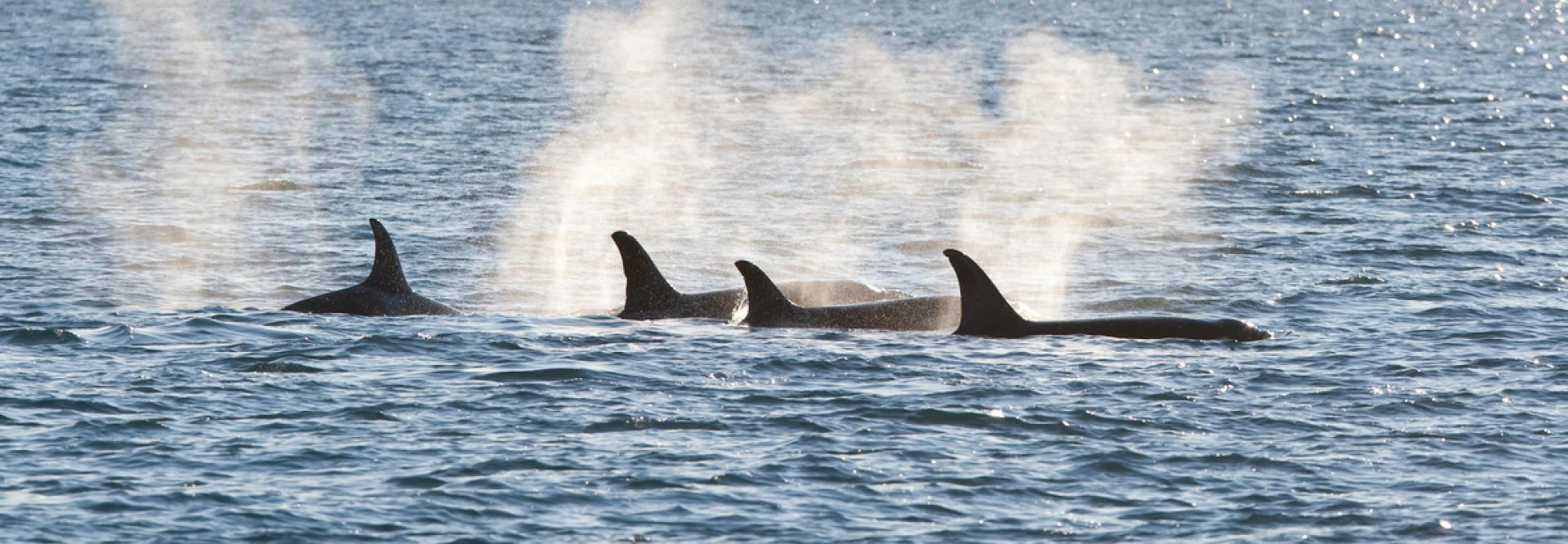 Orque | Rangerclub du WWF