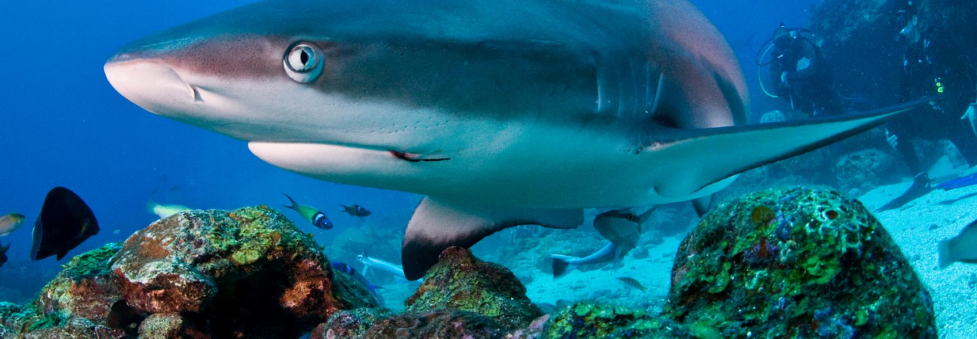 Requin | Rangerclub du WWF