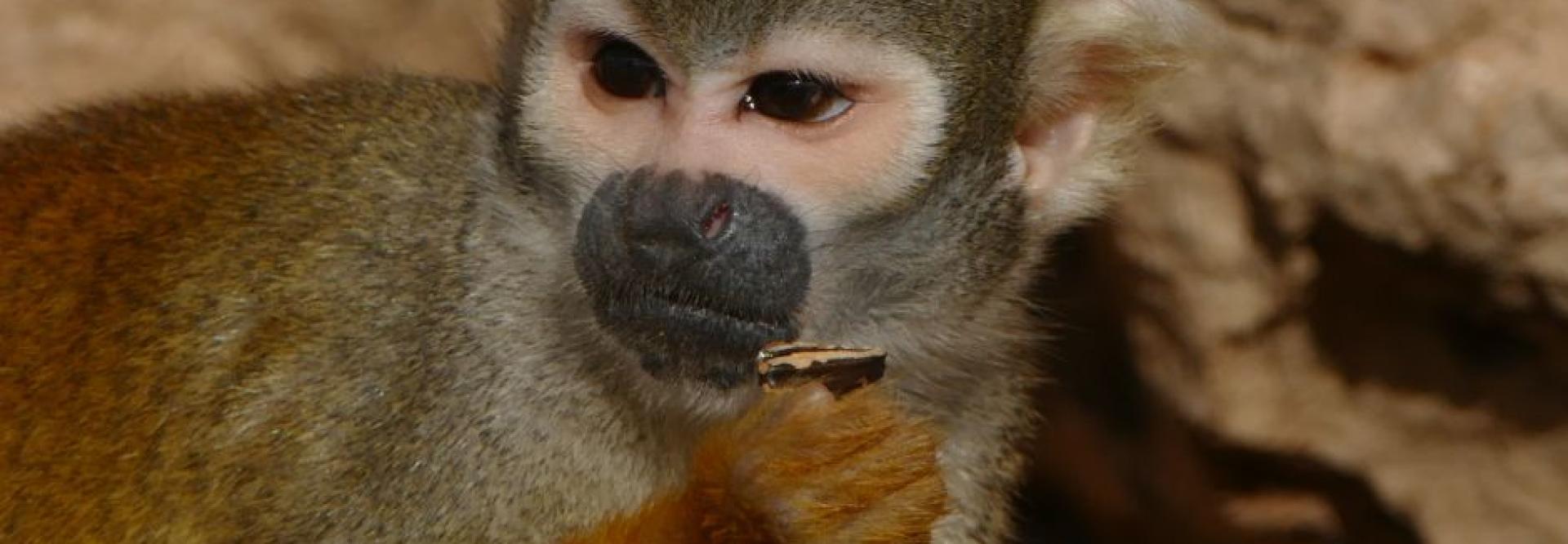 SaÏmiri | Rangerclub du WWF