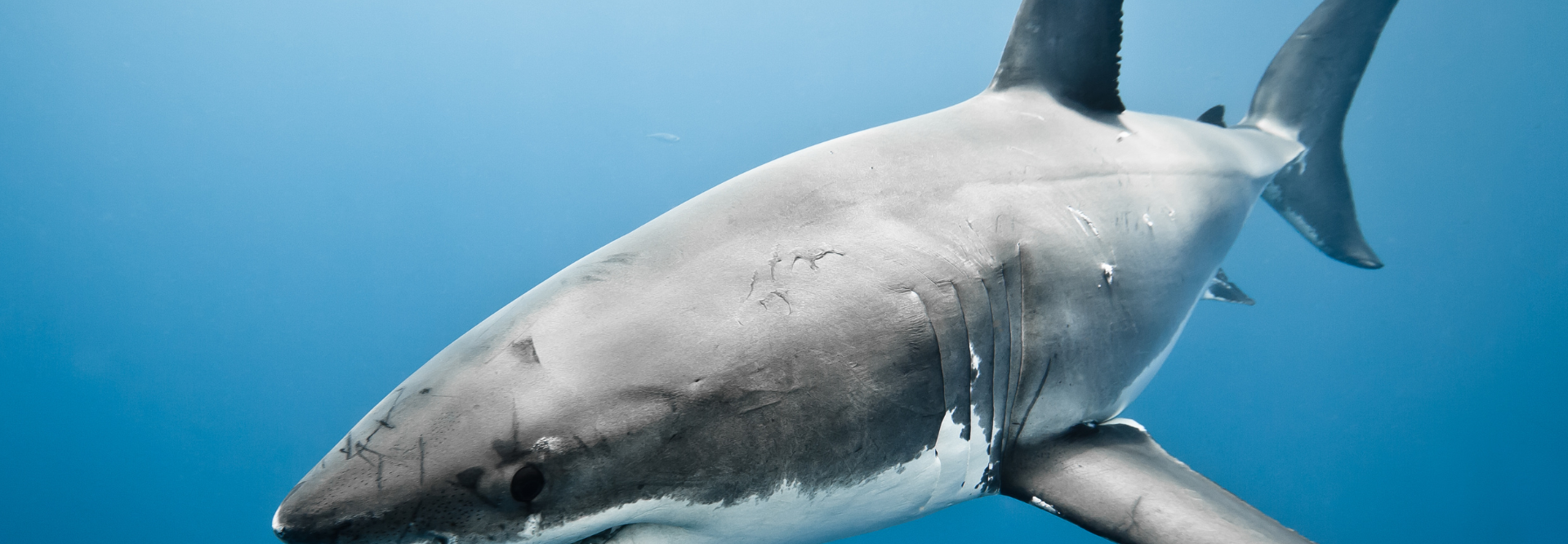 Requin | Rangerclub du WWF