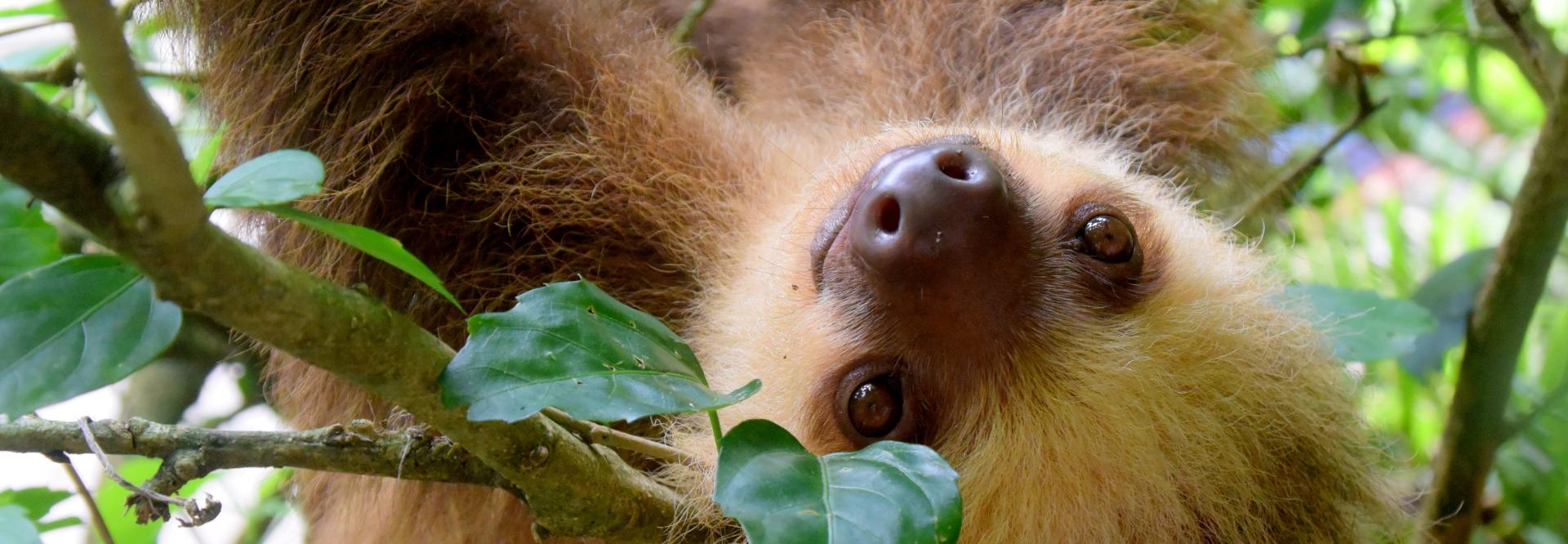 Paresseux | Rangerclub du WWF