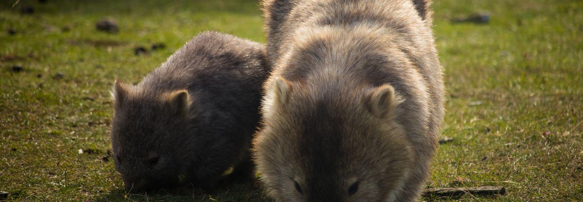 Wombat | WWF-Rangerclub