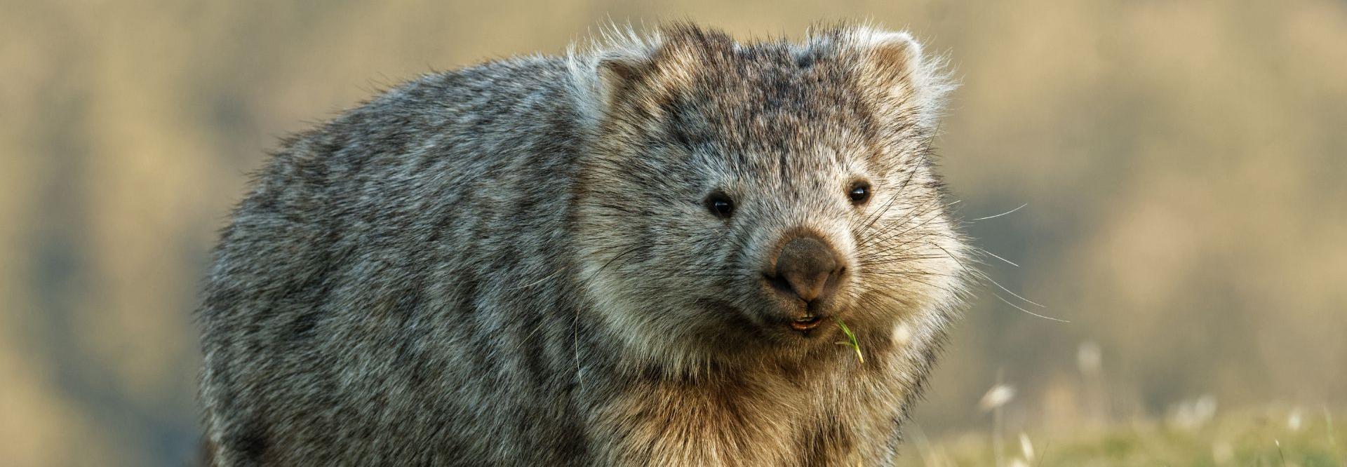 Wombat | WWF-Rangerclub