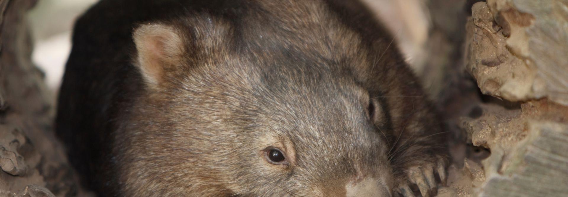 Wombat | WWF-Rangerclub
