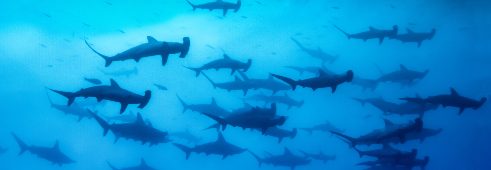 Grand requin-marteau | Rangerclub du WWF