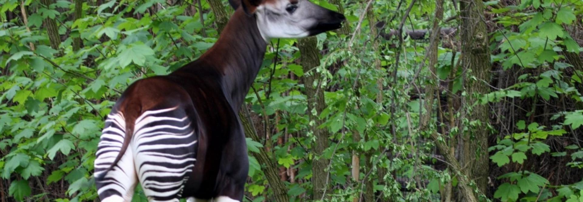 Okapi | WWF-Rangerclub