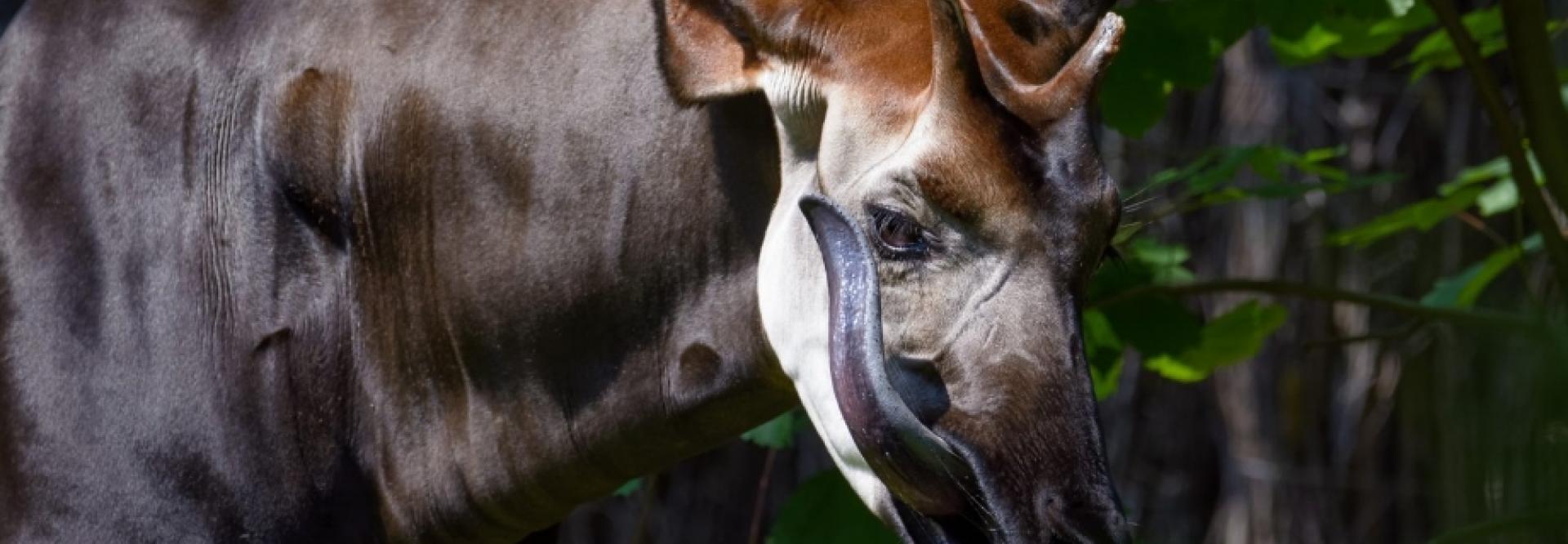 Okapi | WWF-Rangerclub