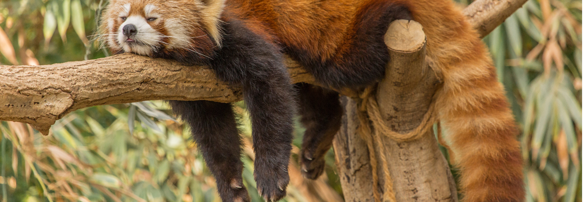 Panda roux | Rangerclub du WWF