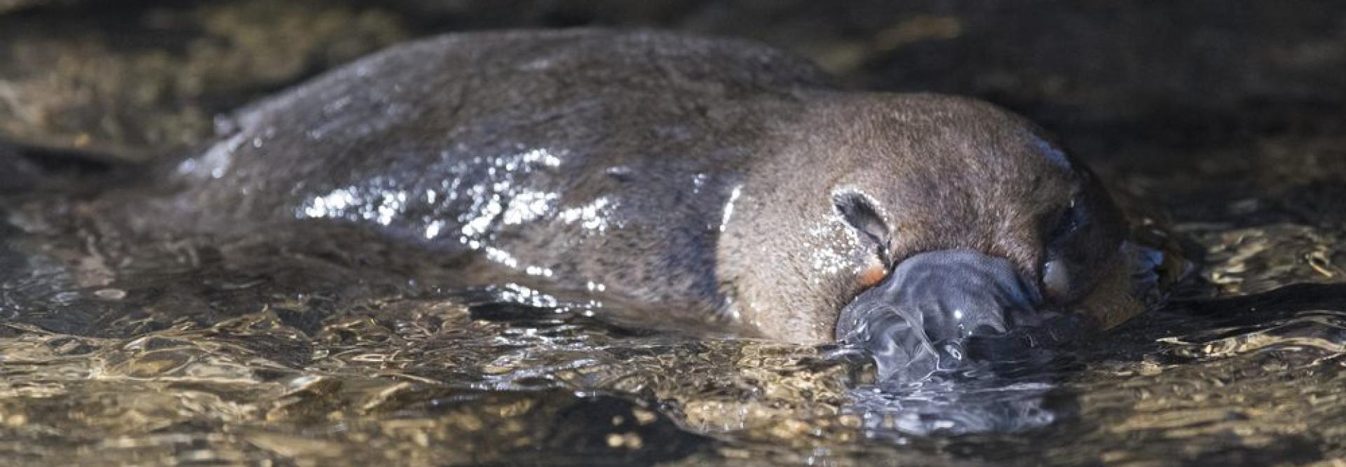 Ornithorynque | Rangerclub du WWF