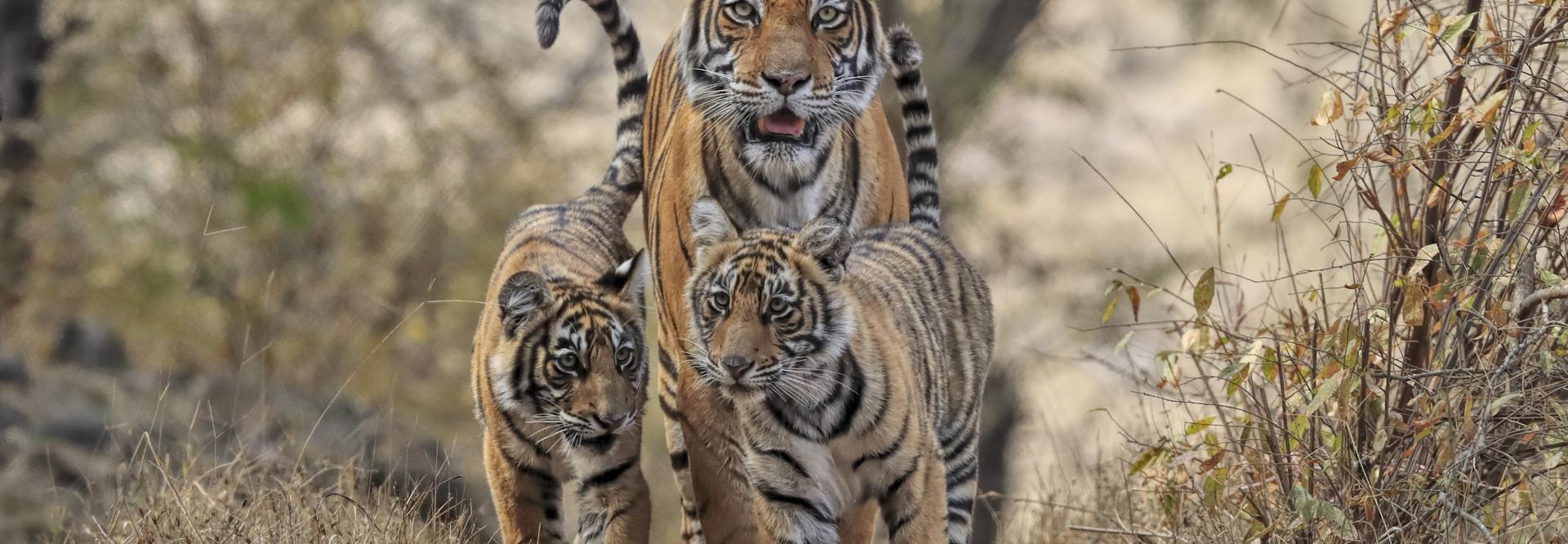 Bengaalse tijger | WWF-Rangerclub